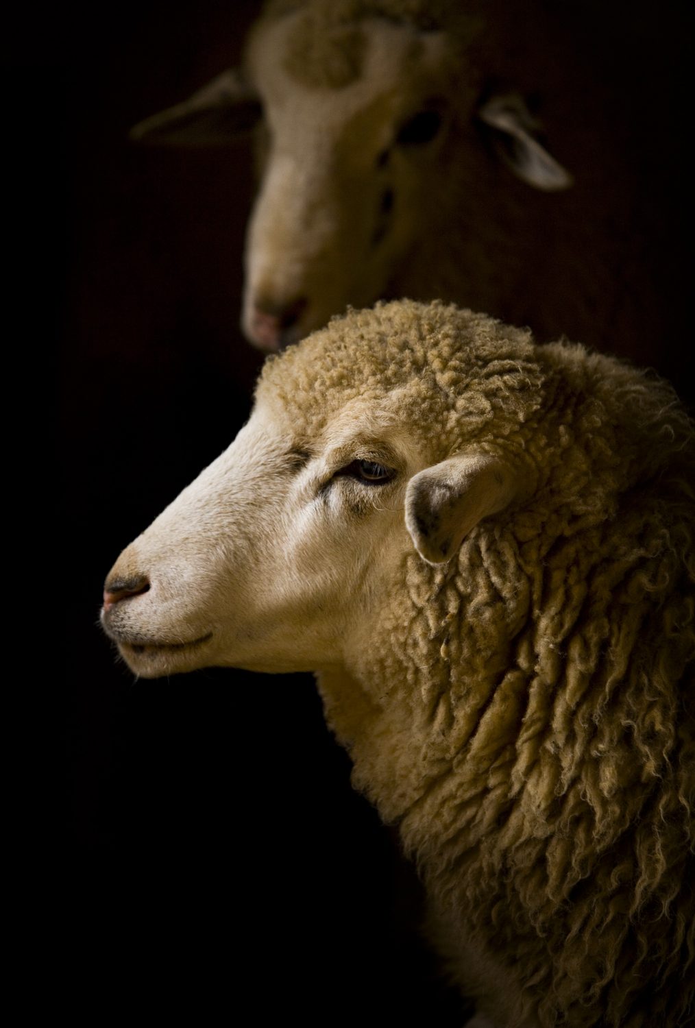 Shearing - Other Terrain Literary Journal