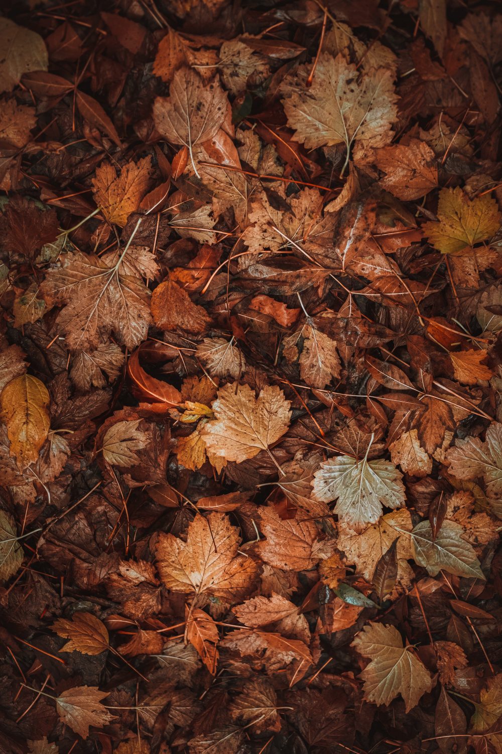 Shelter - Other Terrain Literary Journal